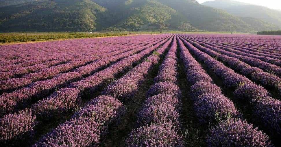 Bulgarie : la vallée des roses, un trésor en péril - Le Courrier des ...